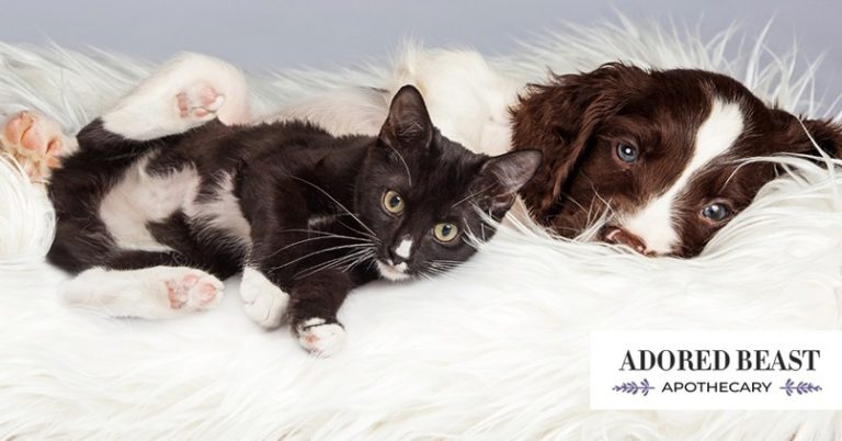 The Great Spay Neuter Contradiction: “Fixing” your Animal