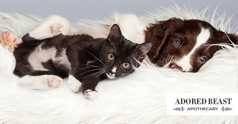 The Great Spay Neuter Contradiction: “Fixing” your Animal