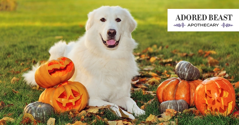 Halloween Safety Tips: Protect Your Pets on All Hallow's Eve