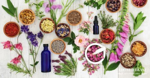 Homeopathy for Pets: A Beginner's Guide to Healing