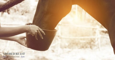 Equine Nutrition: What You Need to Know About Processed Horse Feed