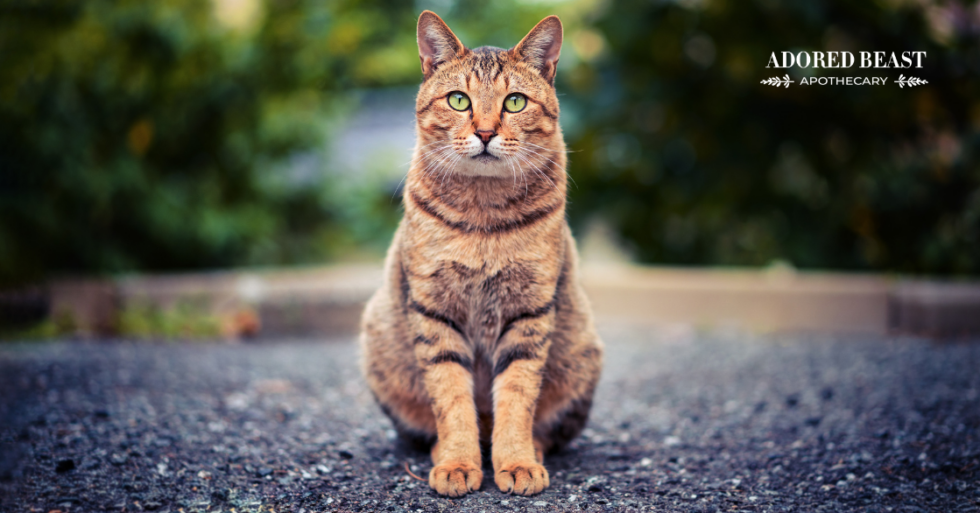 Detox for Cats: Why and When it's a Good Idea