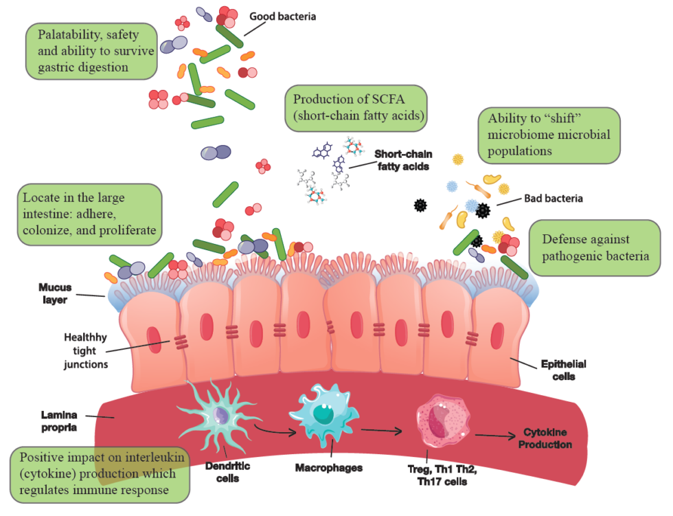 First Ever Ancestral Pre and Probiotics for Dogs: Looking Back to Move ...