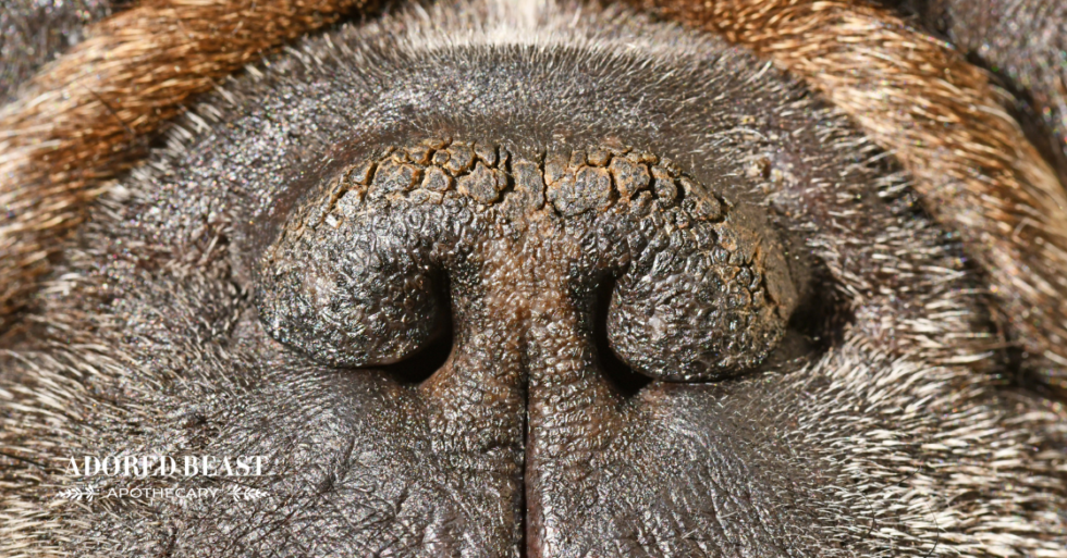 Hyperkeratosis in Dogs: Symptoms, Causes, and Management