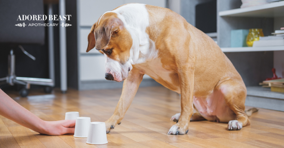 Brain Games for Dogs: How to Engage Your Pup’s Brain