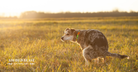 Dog Poop Color Chart: Causes and Next Steps