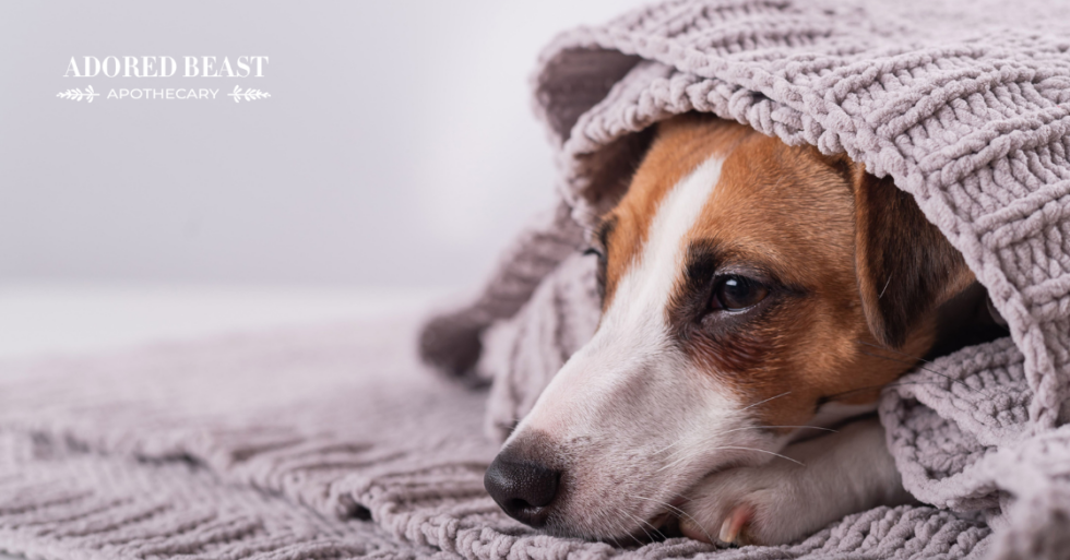 The Benefits of Chlorella for Dogs and Cats