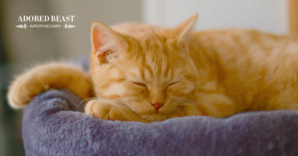 Natural Pet Health at the Adored Beast Apothecary Blog