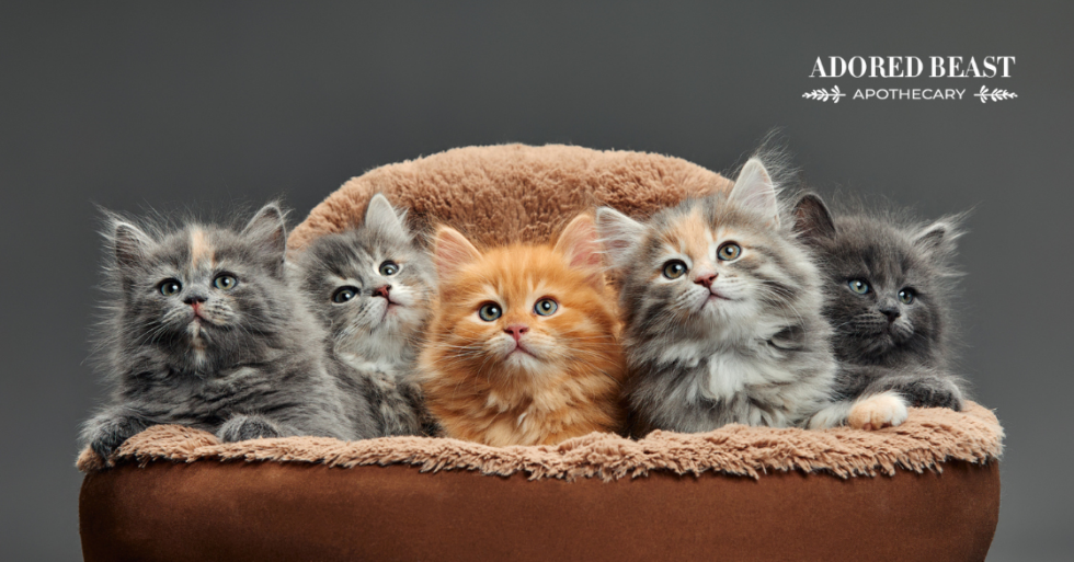 The Top Cat Names of 2024: Trends and Inspirations