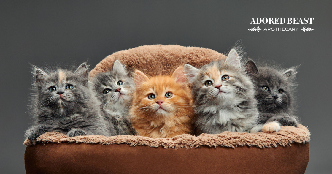 The Top Cat Names Of 2024 Trends And Inspirations The Top Cat Names Of 2024 Trends And Inspirations