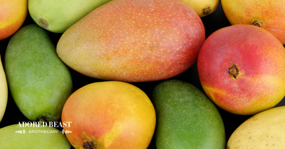 Can Dogs Eat Mango? Plus a Sweet Treat Recipe