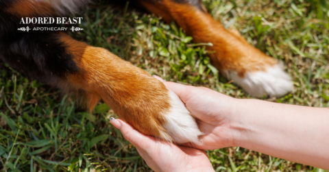 Interdigital Cysts in Dogs and Cats