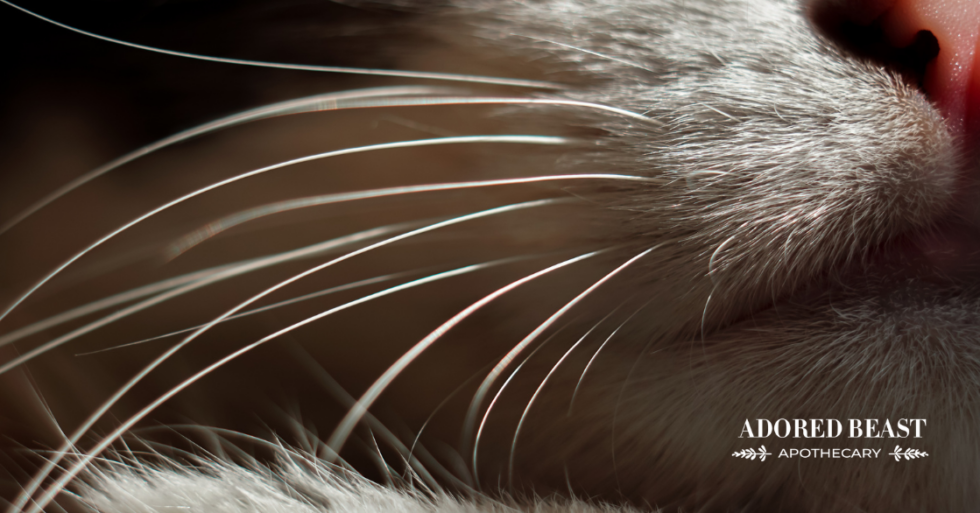 Why Do Cats Have Whiskers (& What is Whisker Fatigue)?