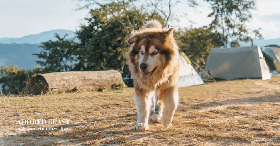 Natural Pet Health at the Adored Beast Apothecary Blog