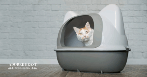 Crystals in Cat Urine: A Holistic Perspective