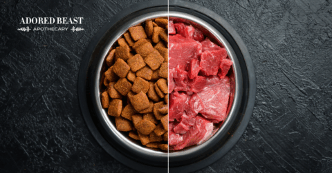 Raw Dog Food vs Kibble: New Research