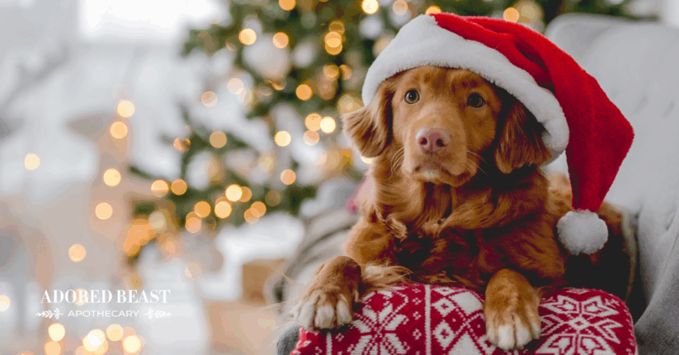 Christmas Dinner for Dogs