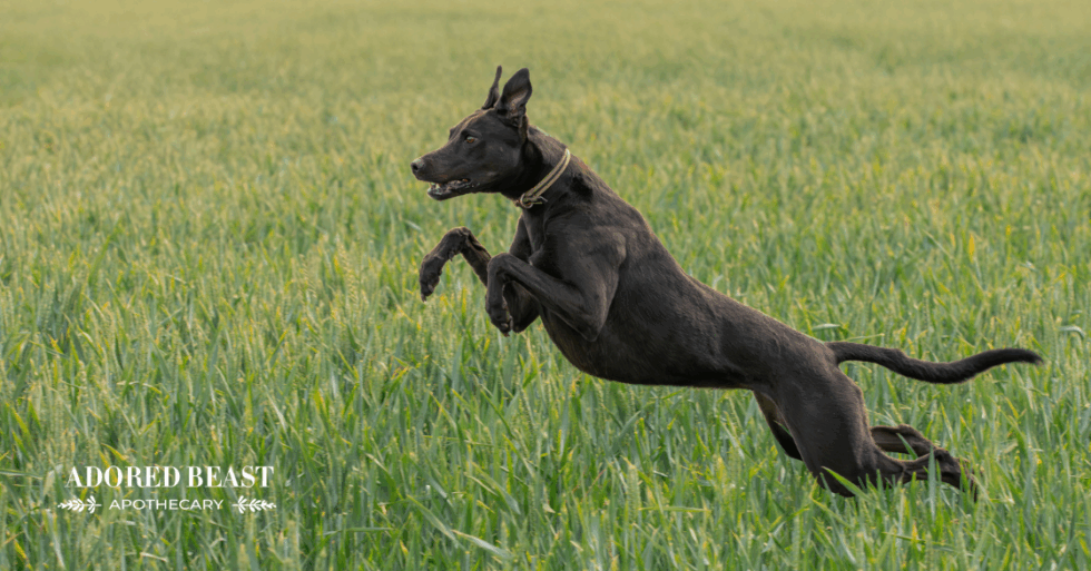 Hip Dysplasia in Dogs: Signs, Causes, and Support Options