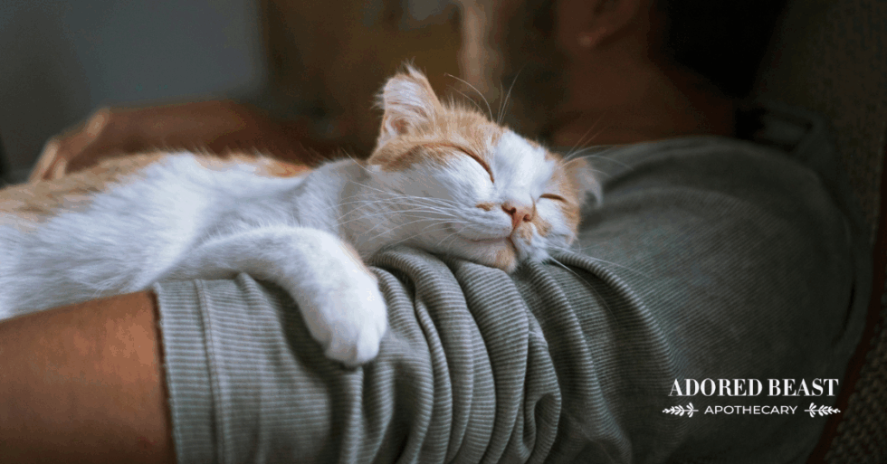 How to Help a Cat Live Longer